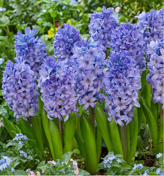 JACINTHE DELFT BLUE, plante en ligne