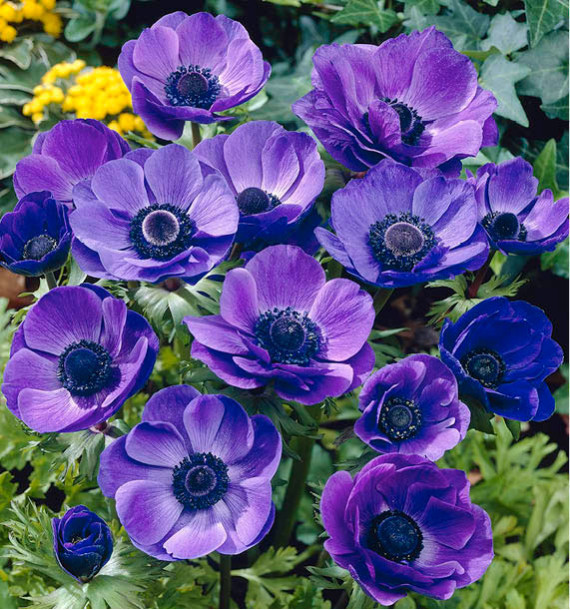 ANEMONES DE CAEN M. FOKKER, plante en ligne