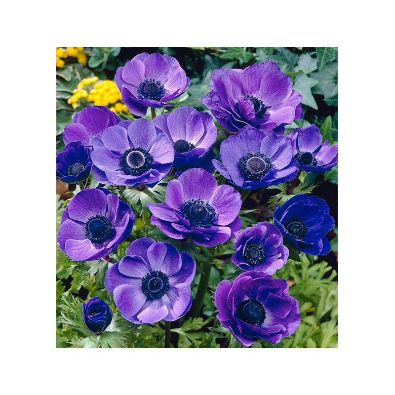 ANEMONES DE CAEN M. FOKKER, plante en ligne