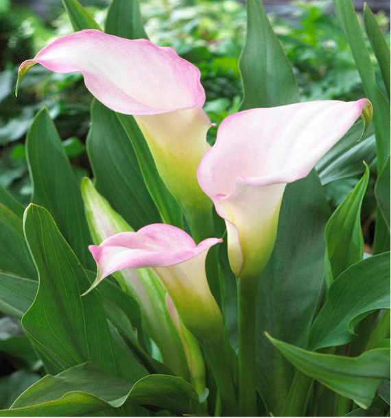 CALLA STRAWBERRY BLUSH, plante en ligne