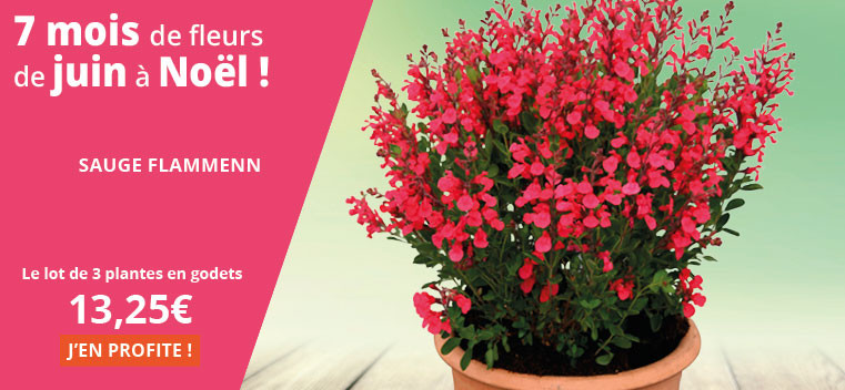 Pépinières Jacques Briant - Pépinières Jacques Briant